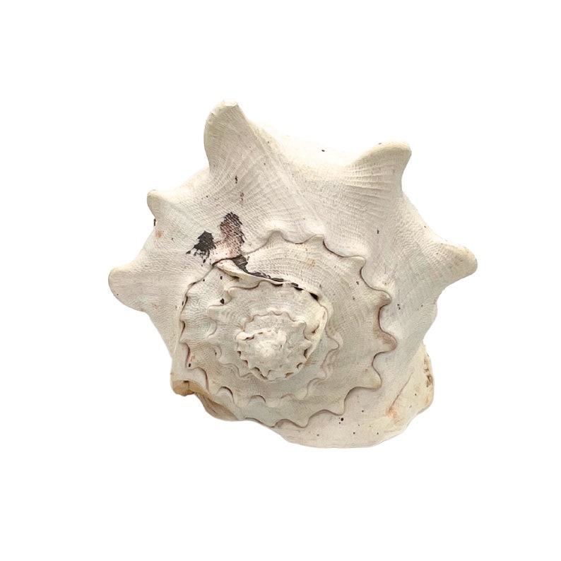 Large Queen Helmet Conch Shell - Etsy