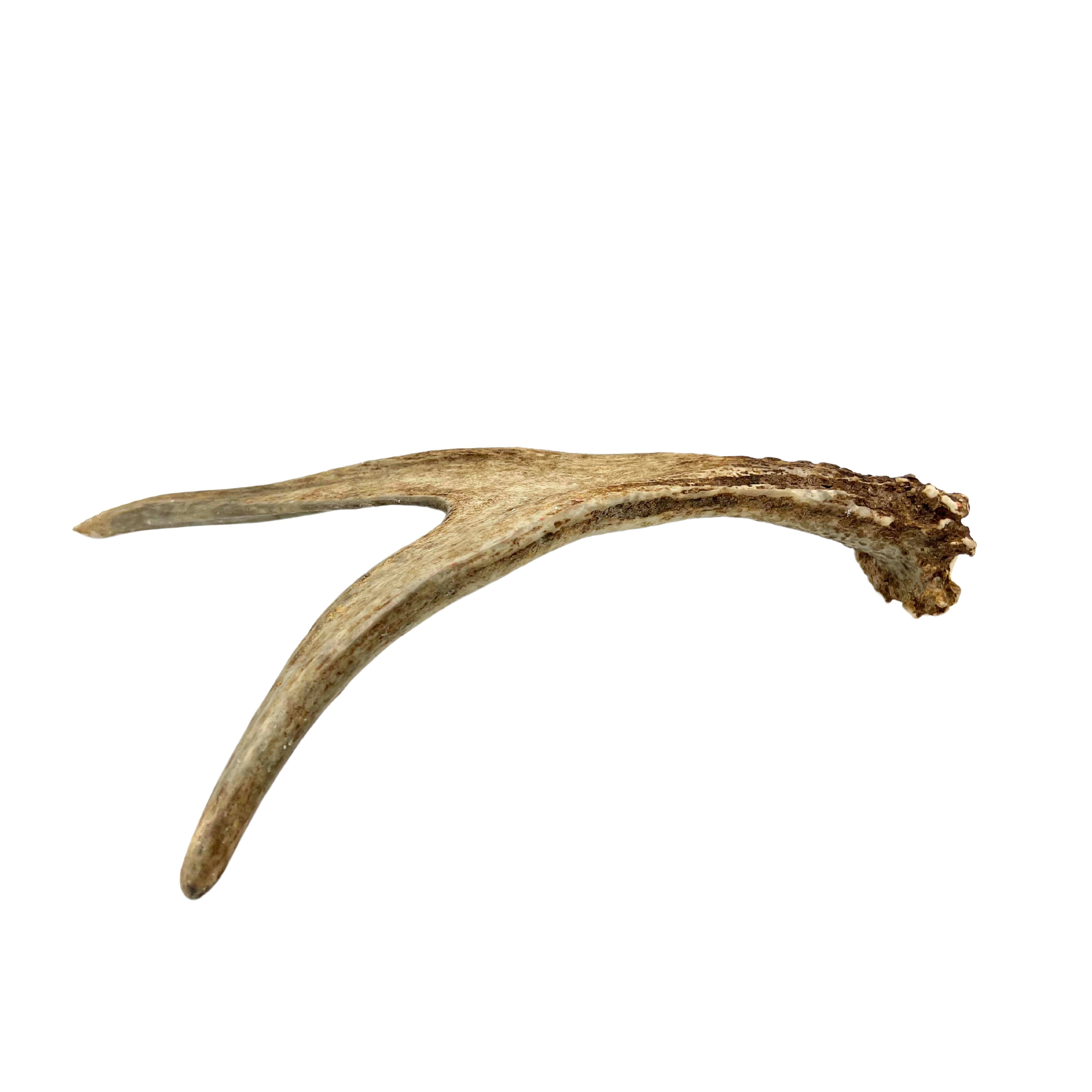 Juvenile Moose Antler - Etsy Australia