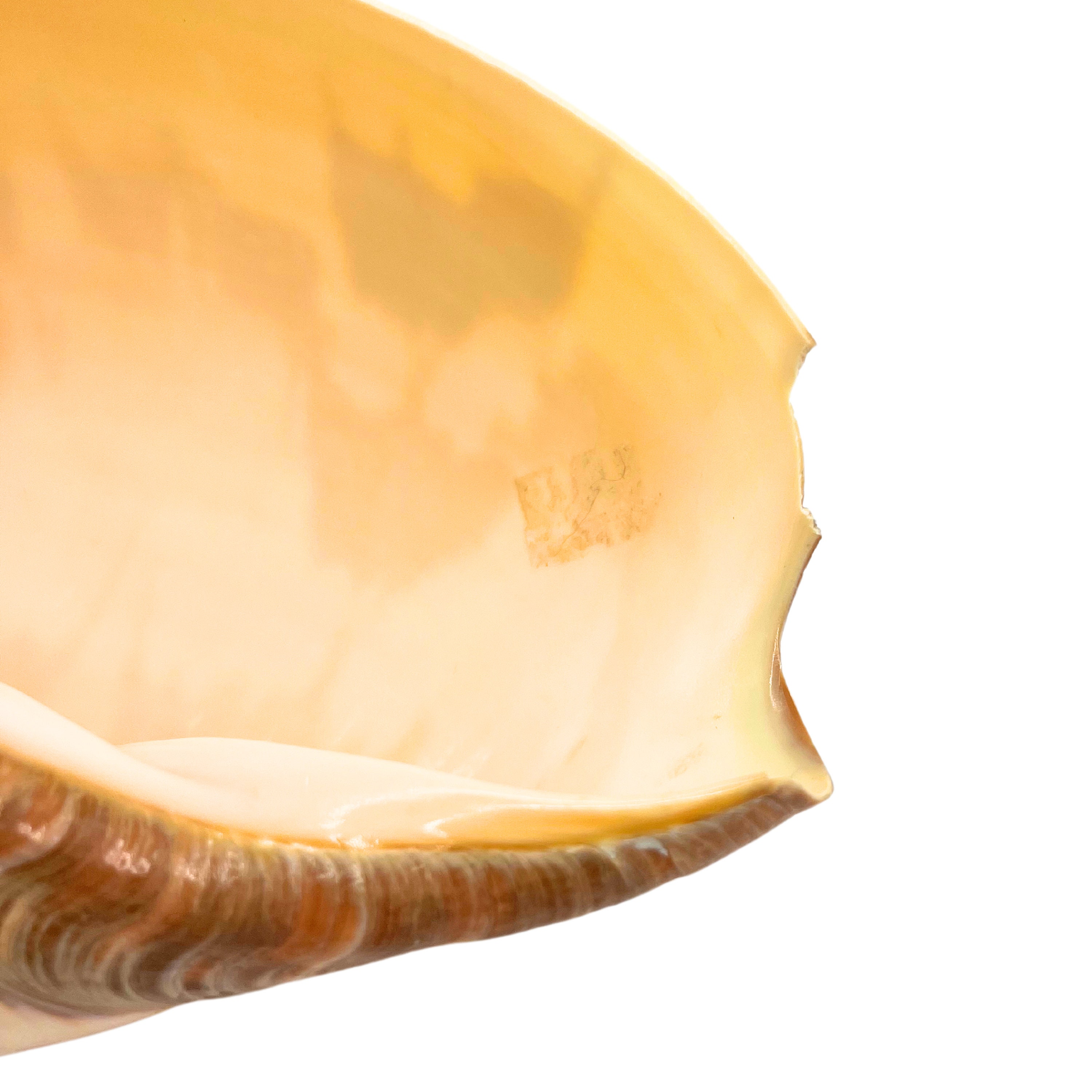 Large Melo Amphora Shell - Etsy