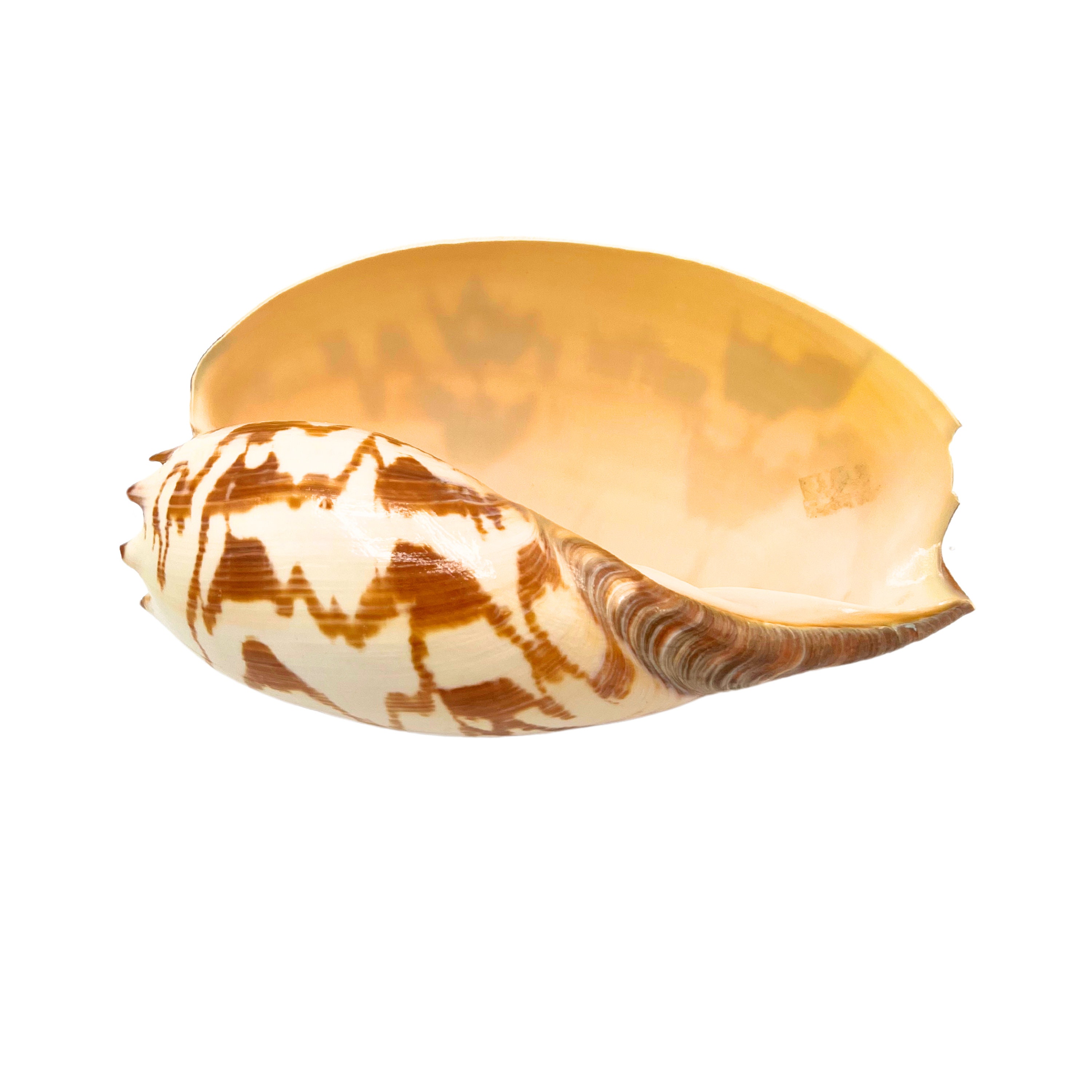 Large Melo Amphora Shell - Etsy