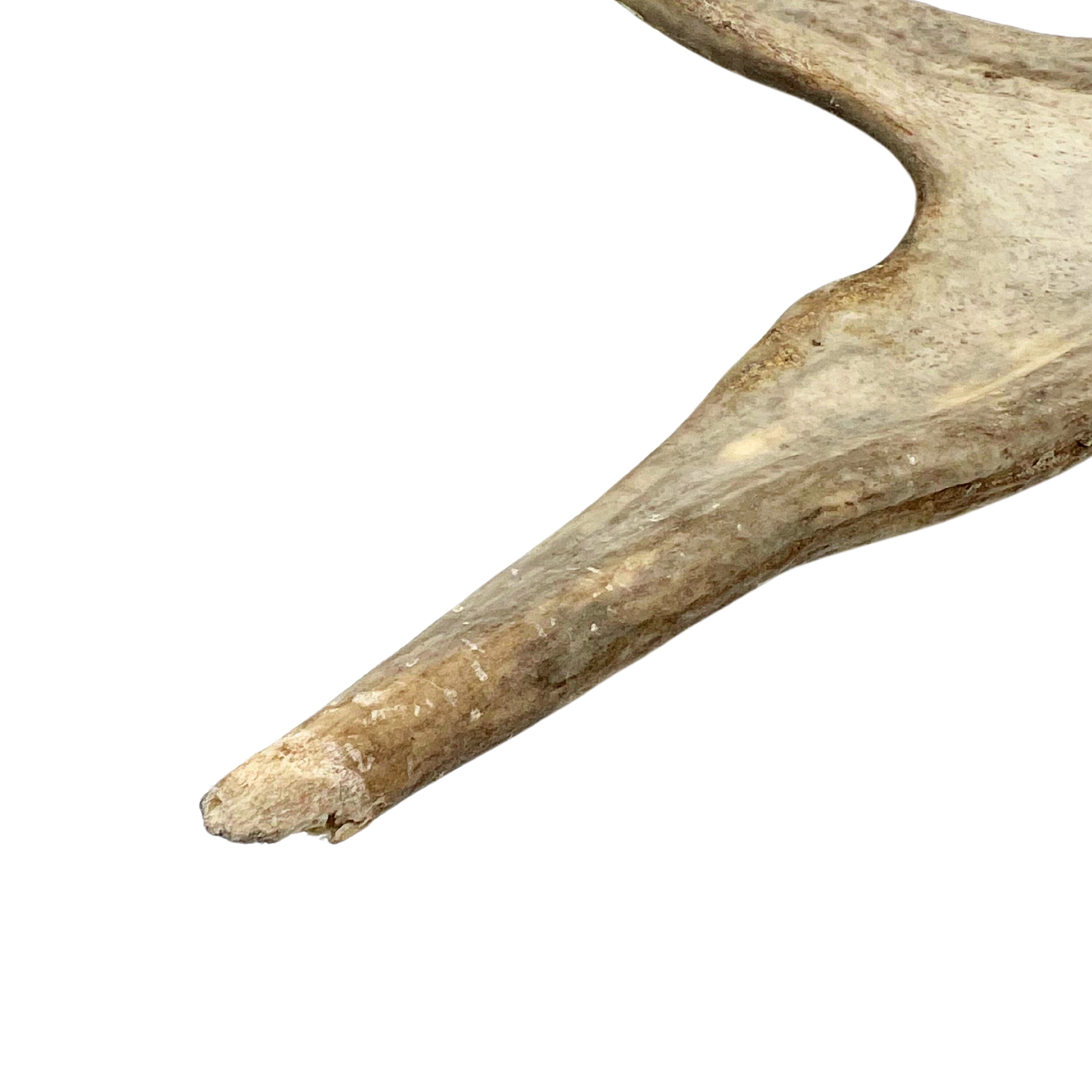 Juvenile Moose Antler - Etsy Australia
