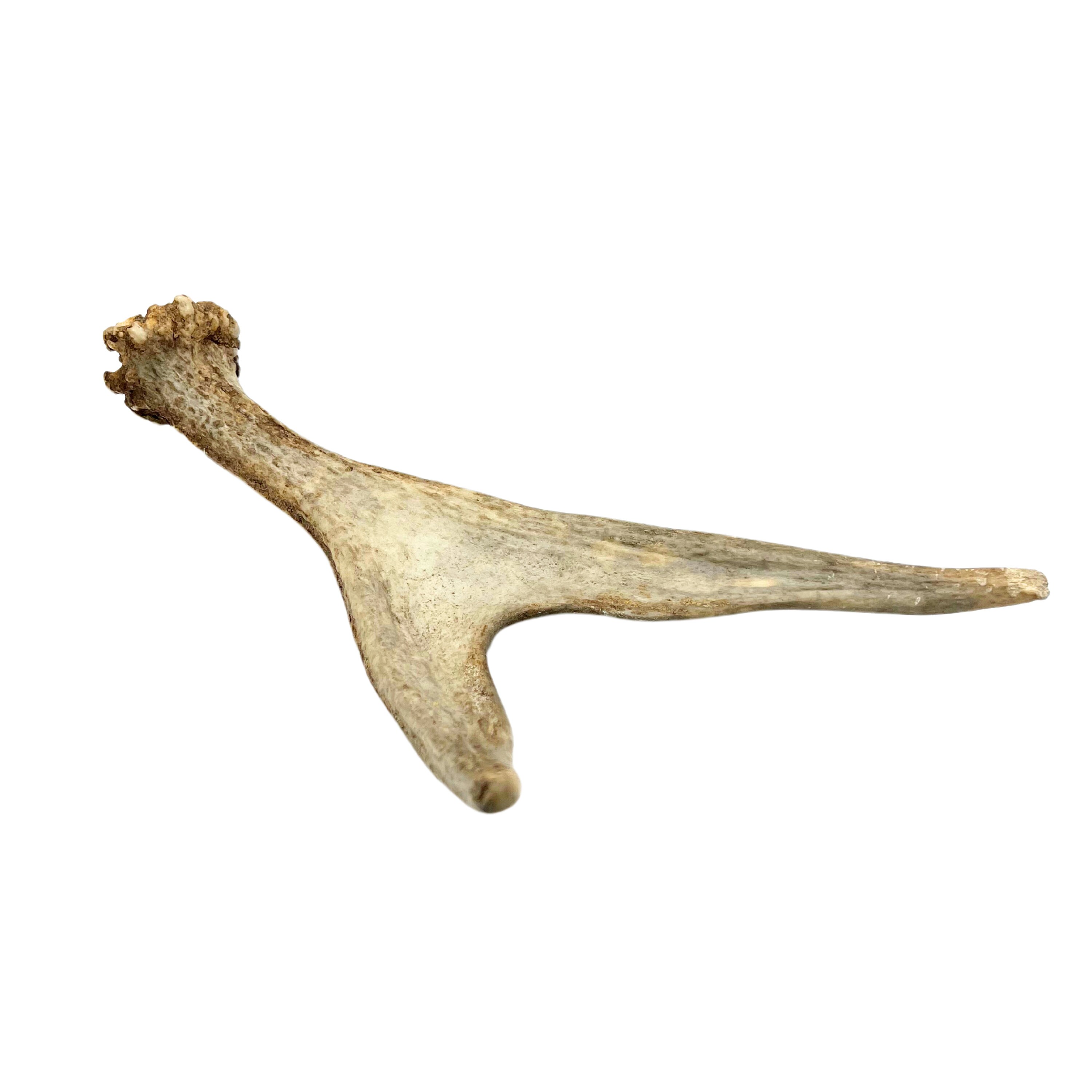 Juvenile Moose Antler - Etsy Australia