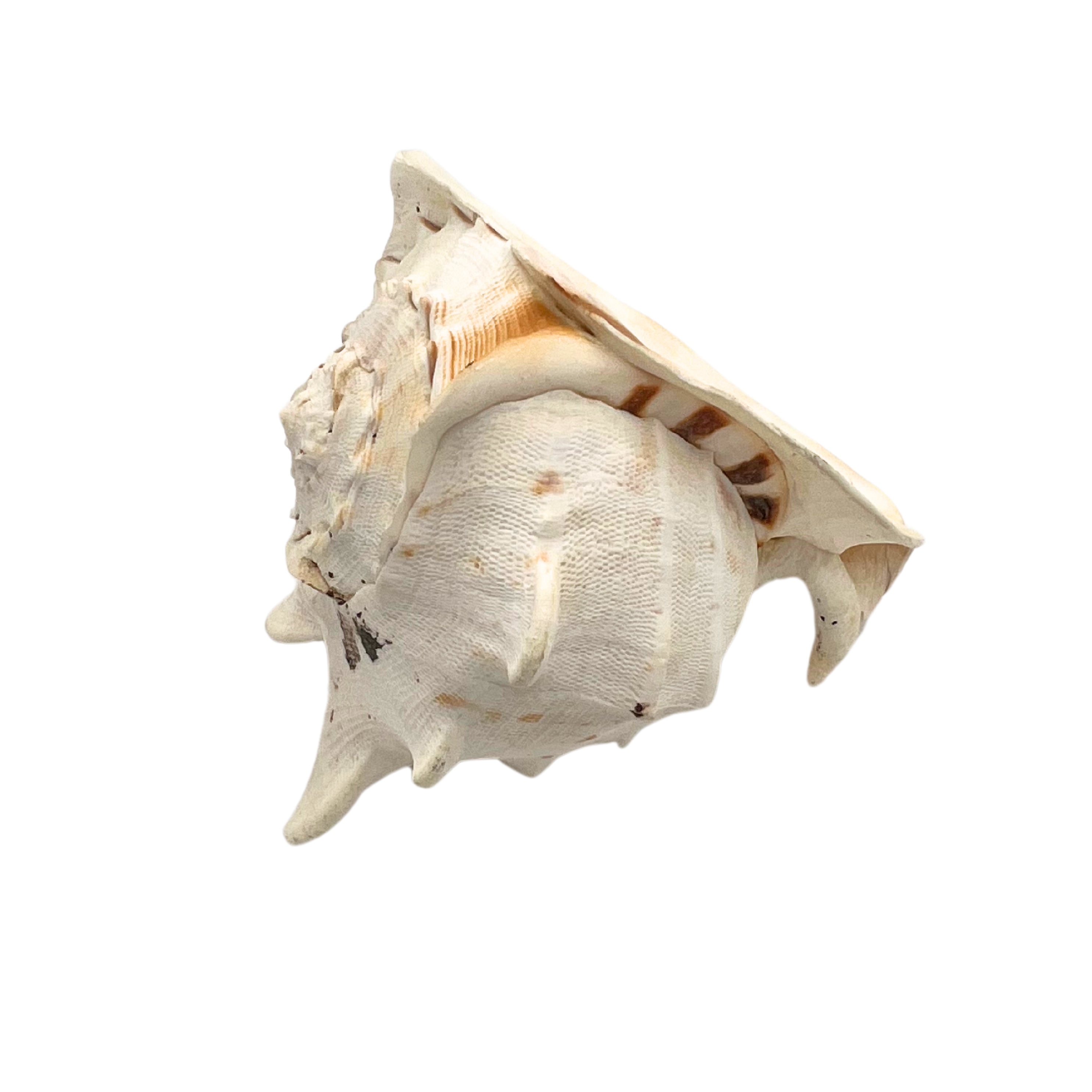 Large Queen Helmet Conch Shell - Etsy