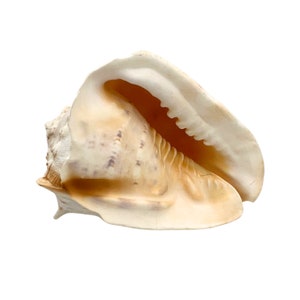 Large Queen Helmet Conch Shell - Etsy