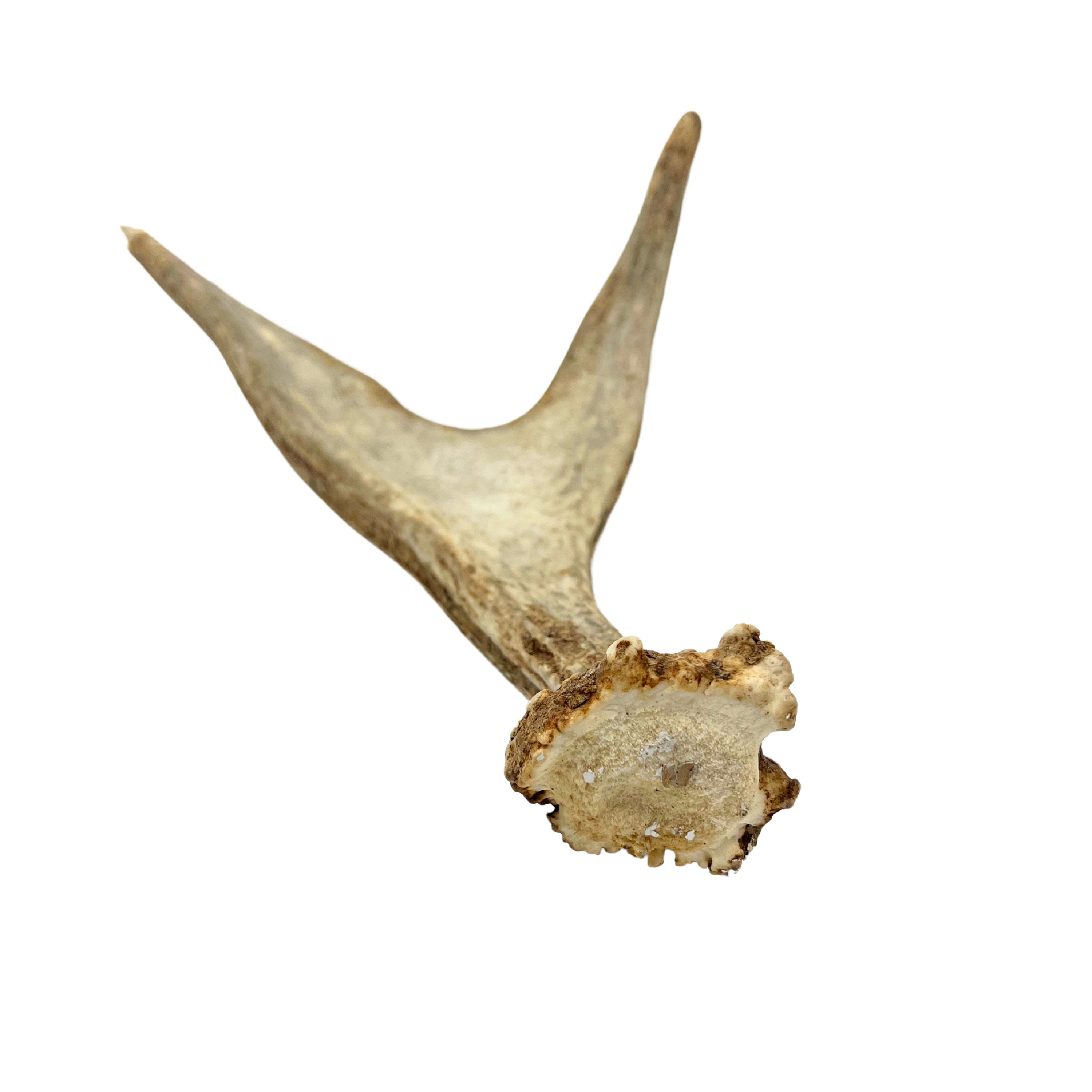 Juvenile Moose Antler - Etsy Australia