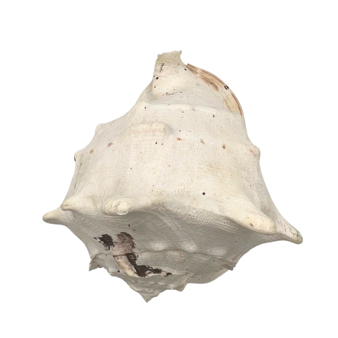 Large Queen Helmet Conch Shell - Etsy