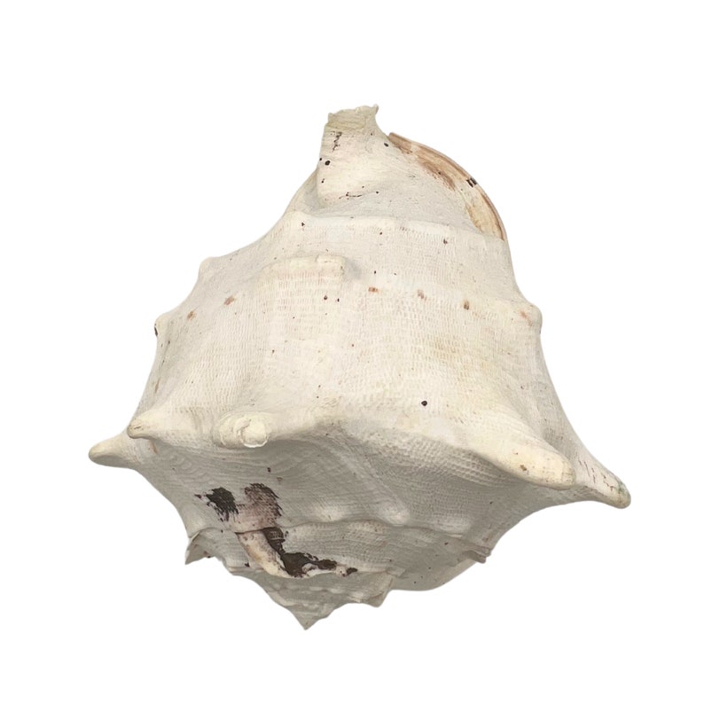 Large Queen Helmet Conch Shell - Etsy