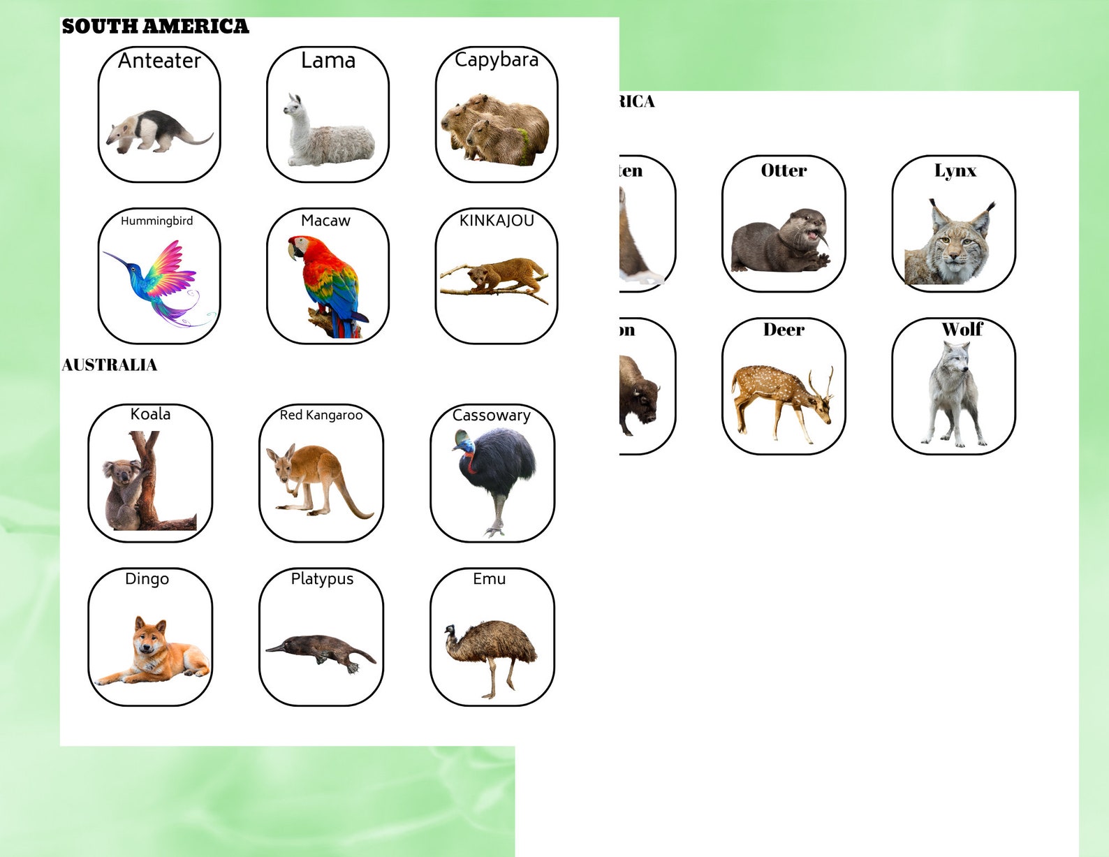 Discover Animals From Around the World: Educational Continent and ...