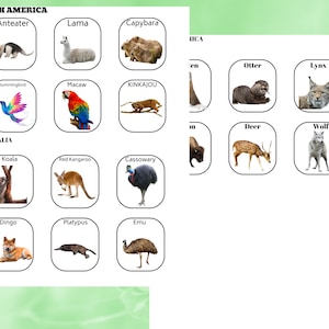 Discover Animals From Around the World: Educational Continent and ...