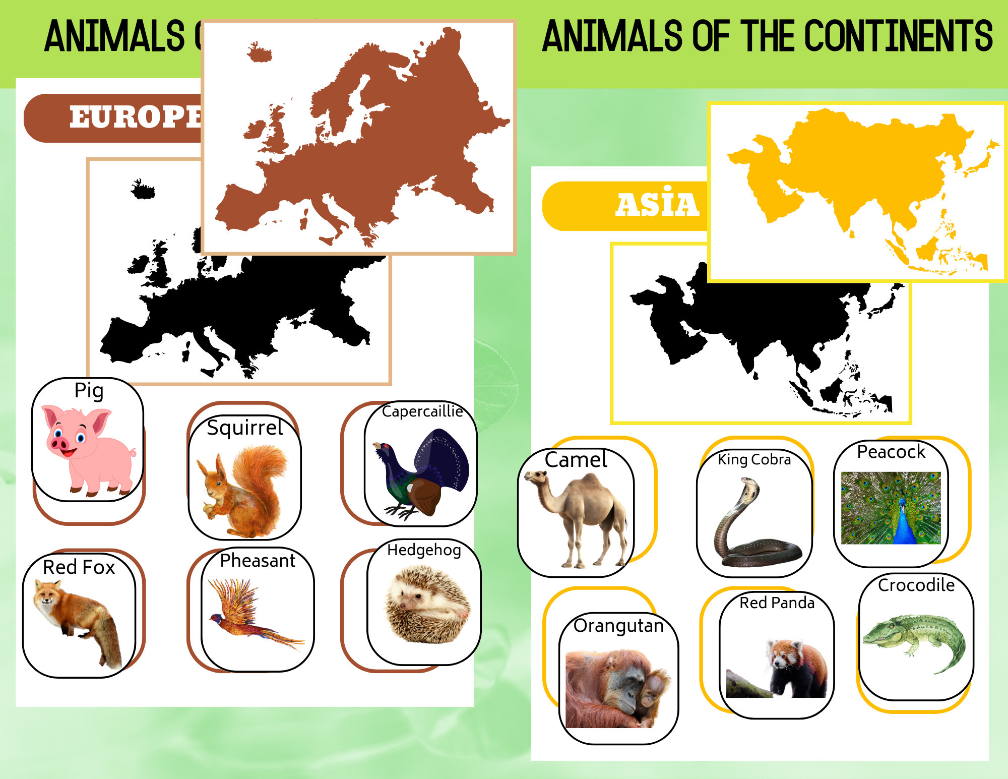 Discover Animals From Around the World: Educational Continent and ...