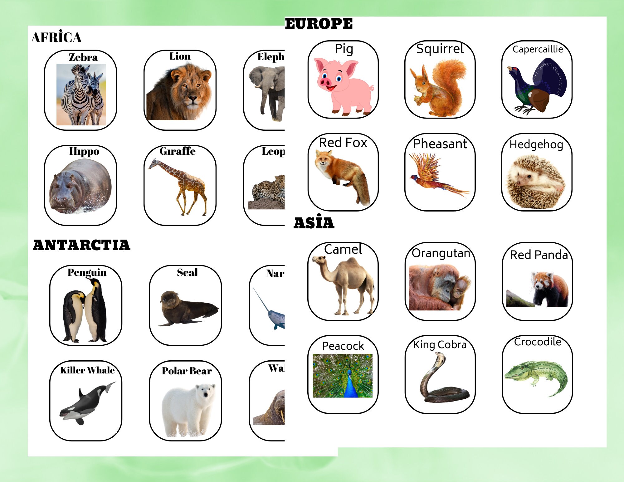 Discover Animals From Around the World: Educational Continent and ...
