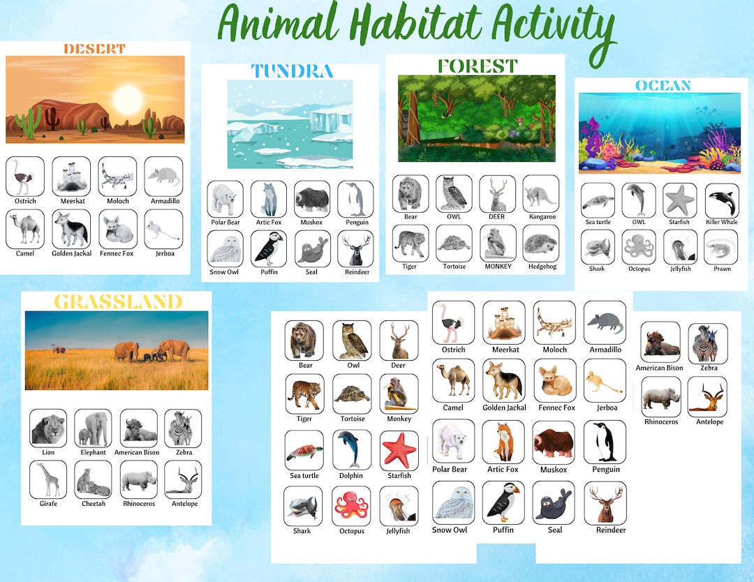 Animal Habitat Activity | Habitat Match | Realistic Animal Activity ...