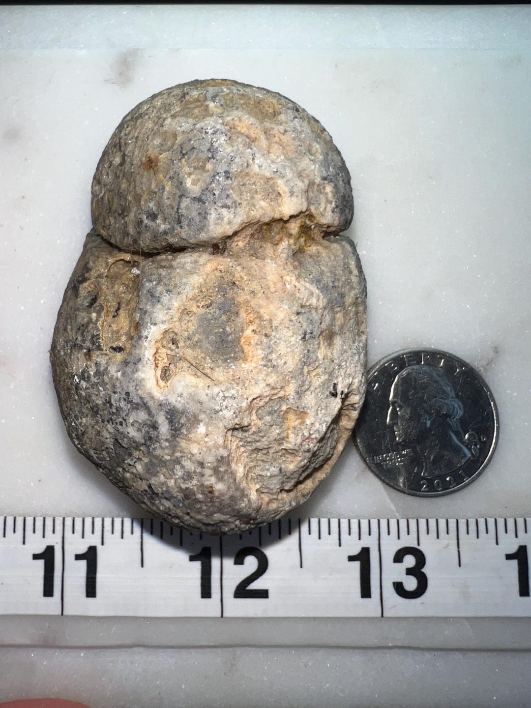 Fossilized Coral Stone – Unique Natural Specimen - Etsy
