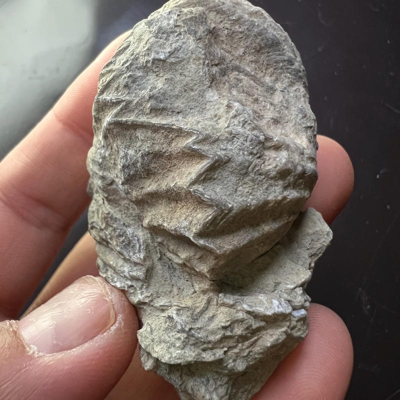 Crystal Fossilized Clam - Etsy