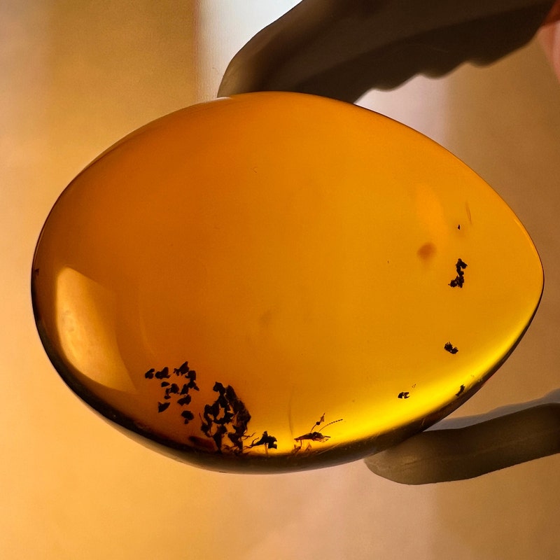 Amber With Insect - Etsy