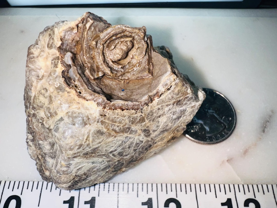 Ancient Stromatolite Fossil – Well-preserved With Visible Patterns - Etsy