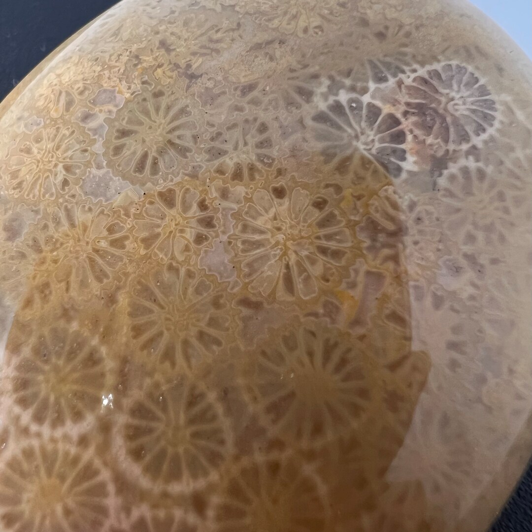 Coral Fossil Stone Polished Oval Double Sided Cabochon/loose Organic ...