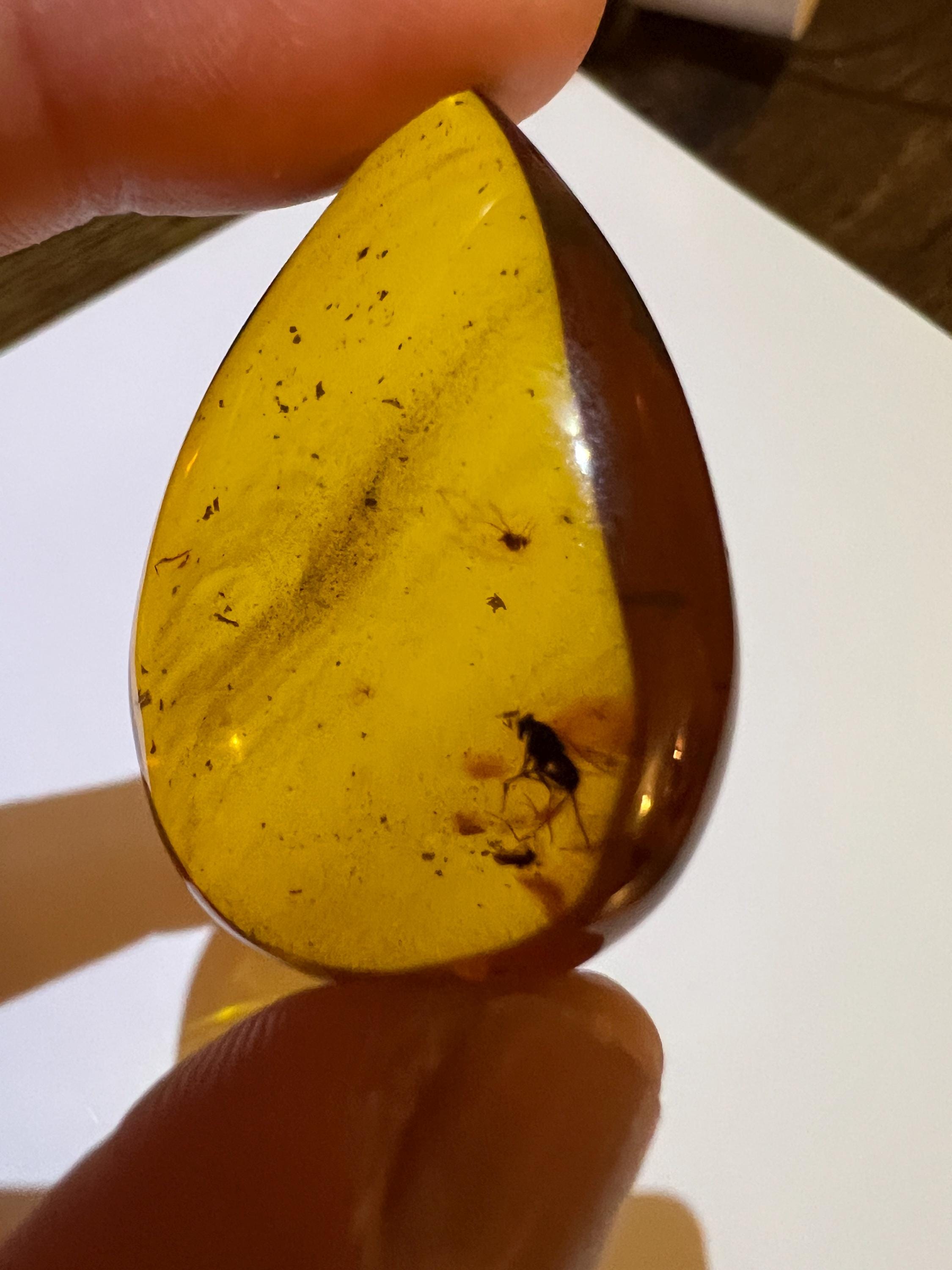 Baltic Amber Specimen With Insect Fossil, 3D Display Frame - Etsy