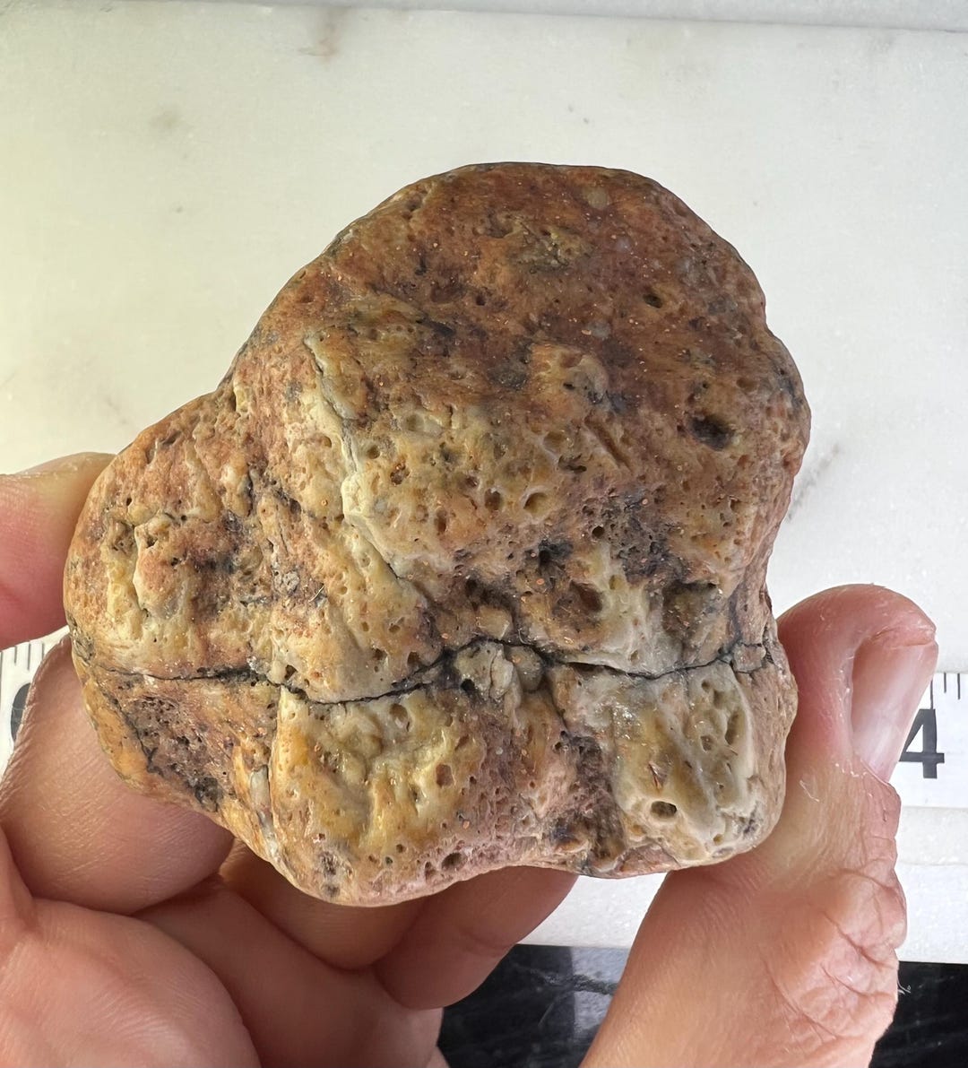 Raw Coral Fossil Rock Specimen – Unique Natural Formation Fossil Stone ...