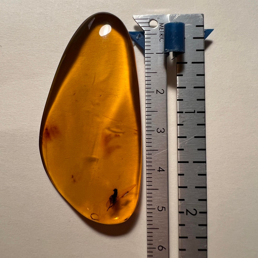100% Genuine Baltic Amber Specimens With Insect/ Plant Fossils AAA ...