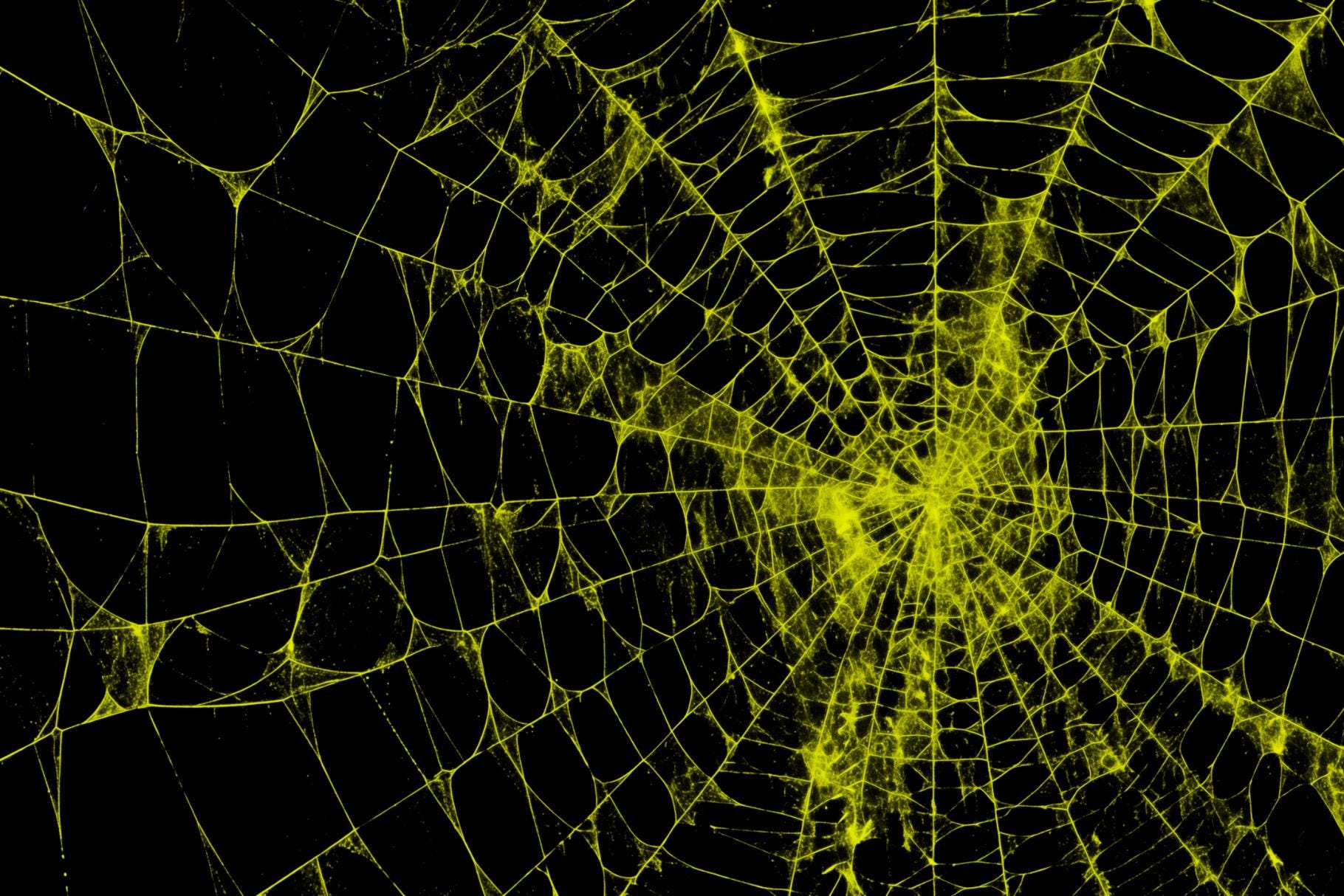 200 Spider Web Photoshop Brushes: Realistic Cobweb Brush Bundle - Etsy