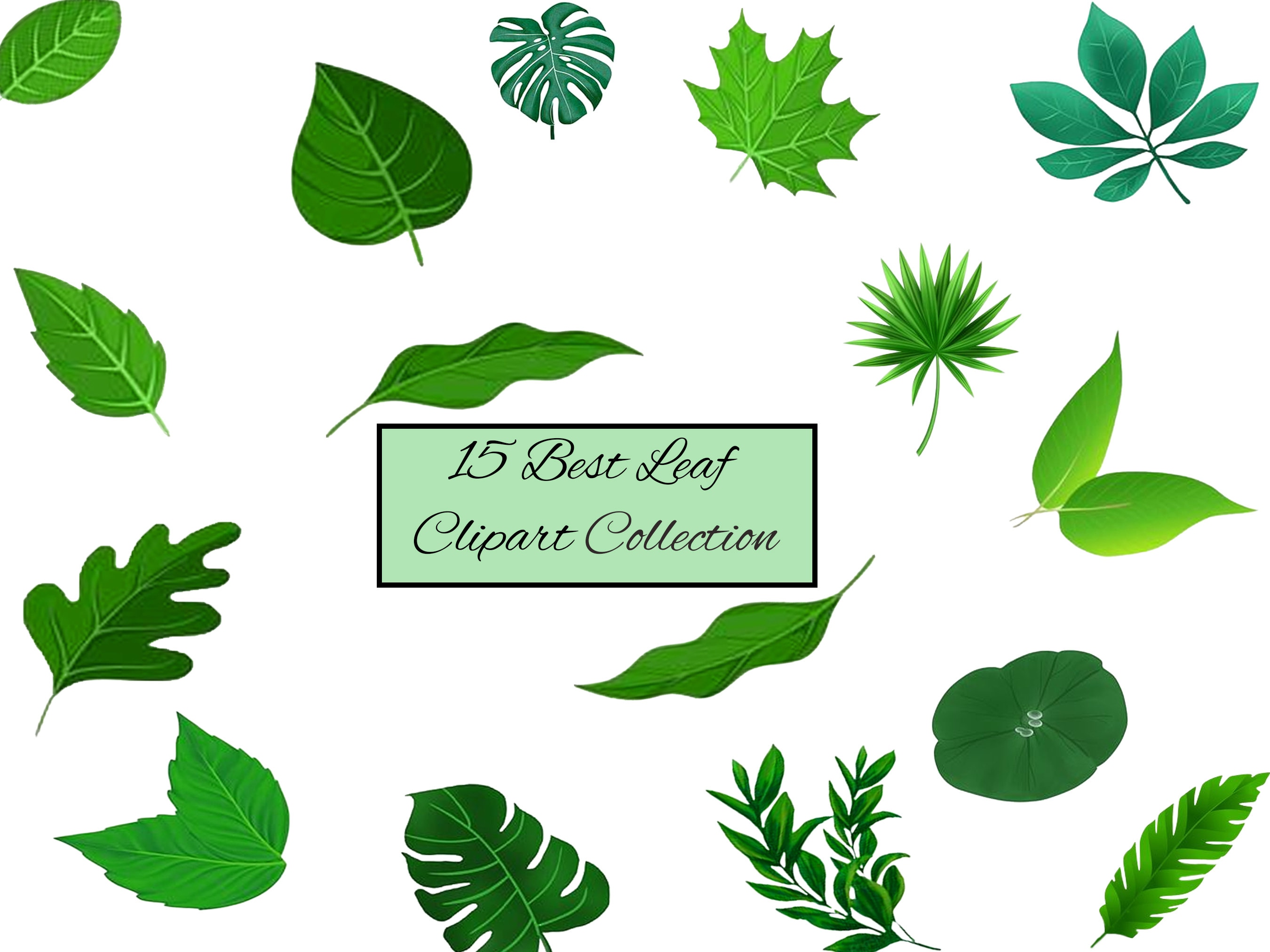 Green Leaf PNG Clip Art Greenery Clipart Digital Download - Etsy