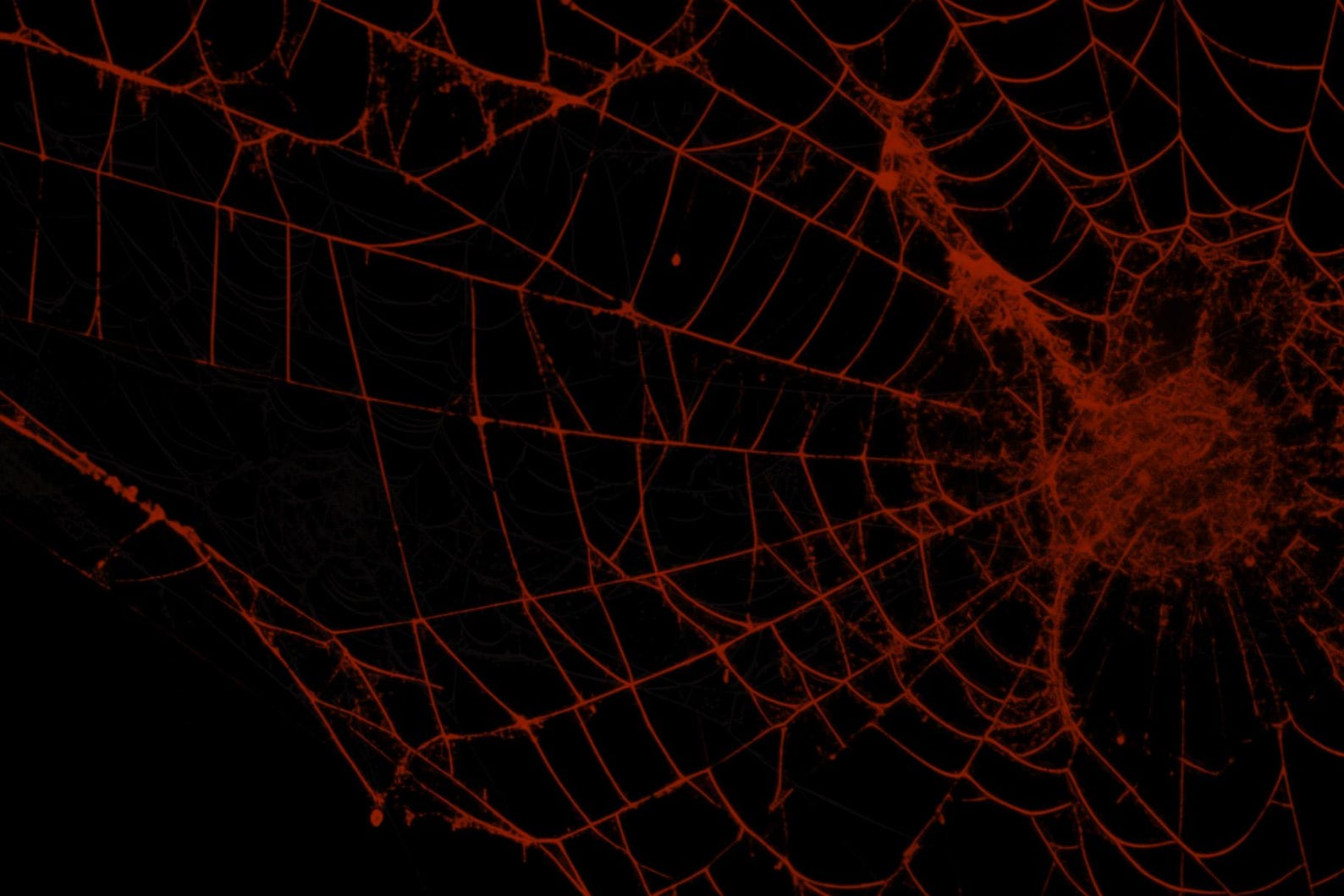 200 Spider Web Photoshop Brushes: Realistic Cobweb Brush Bundle - Etsy