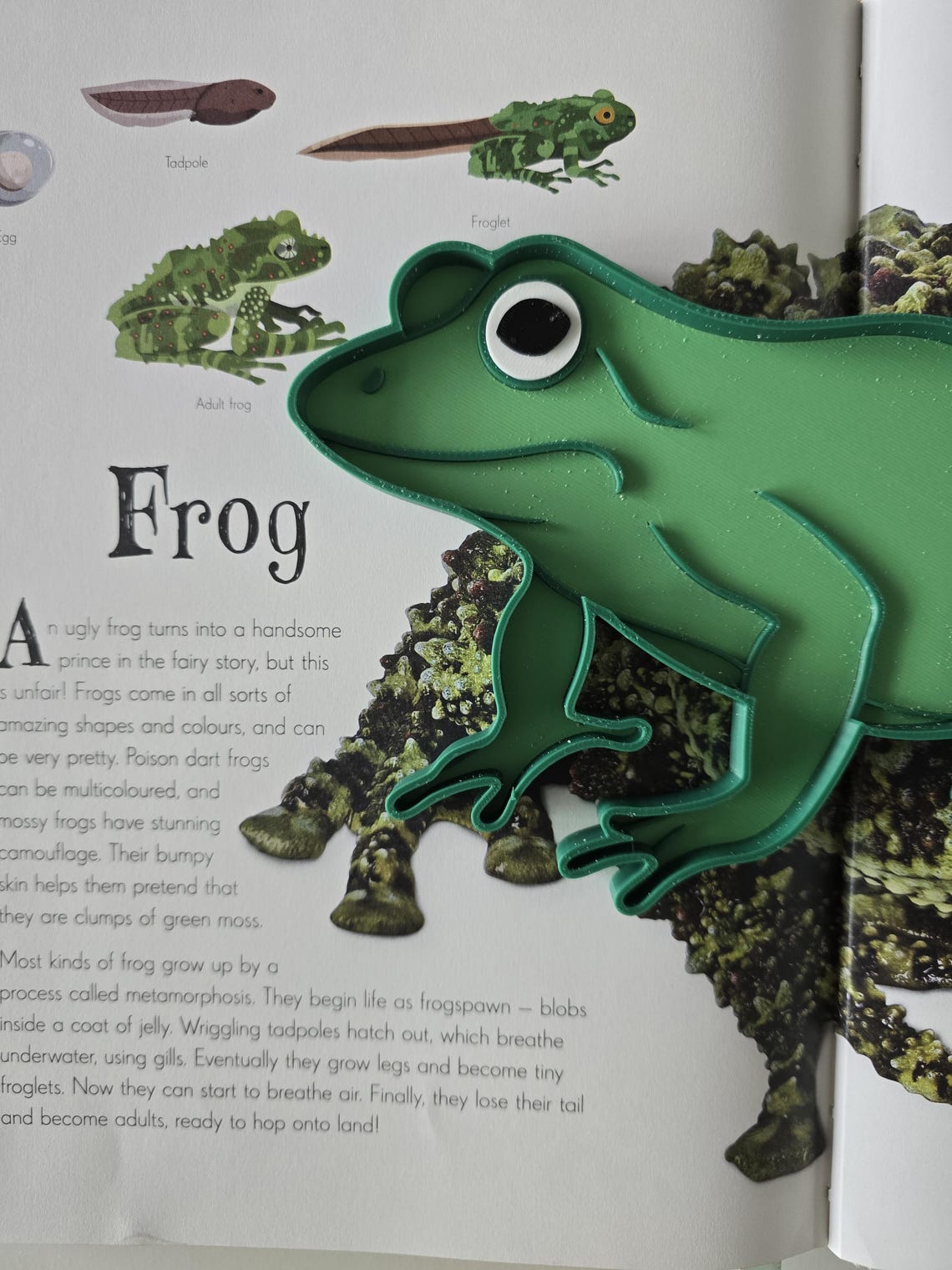 Montessori Frog Sensory Tray / Bio-pla Frog Shape - Life Cycle Learning ...