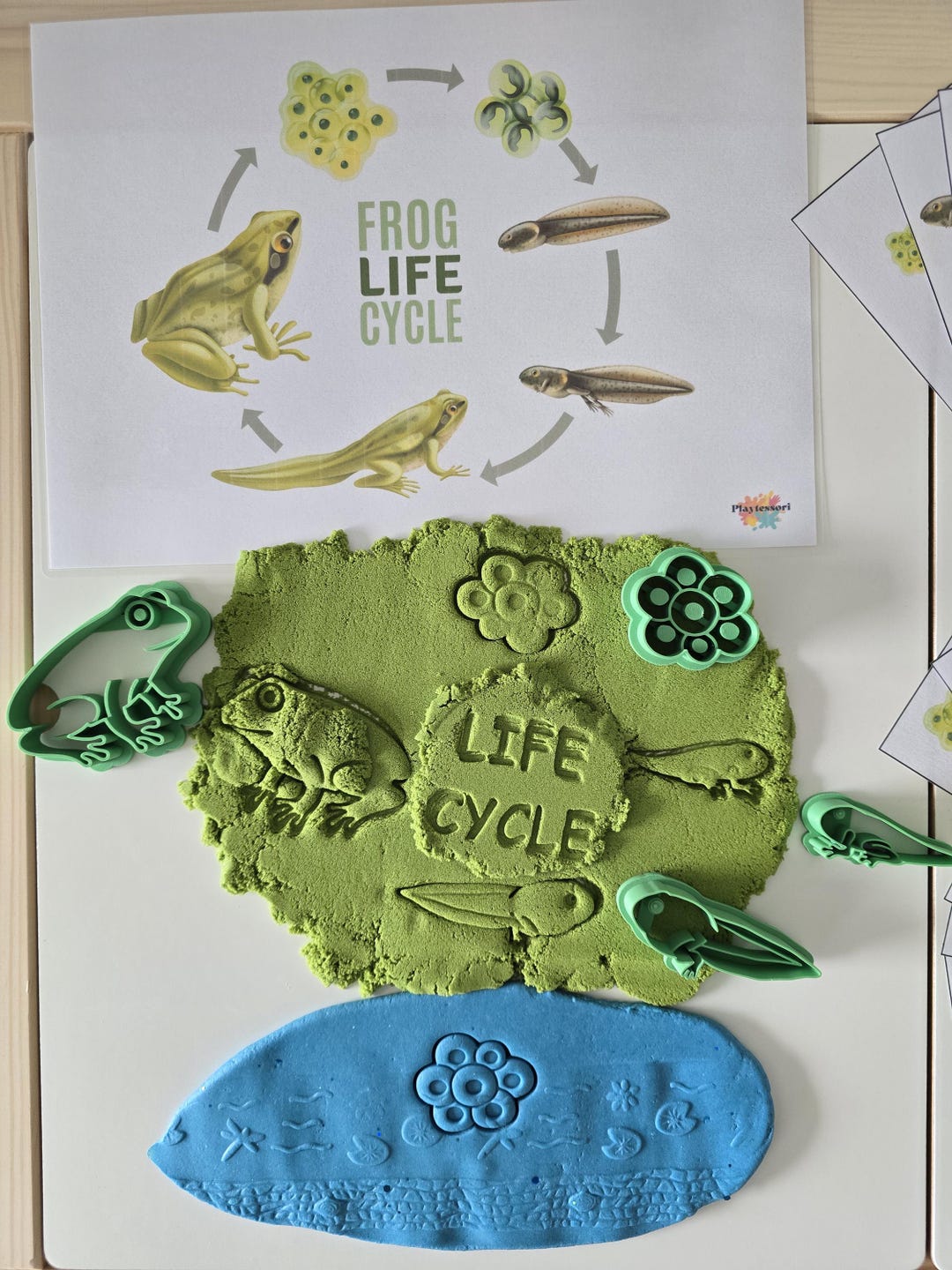 Frog Life Cycle Learning Set: Montessori Cards, Cutters & Posters - Etsy