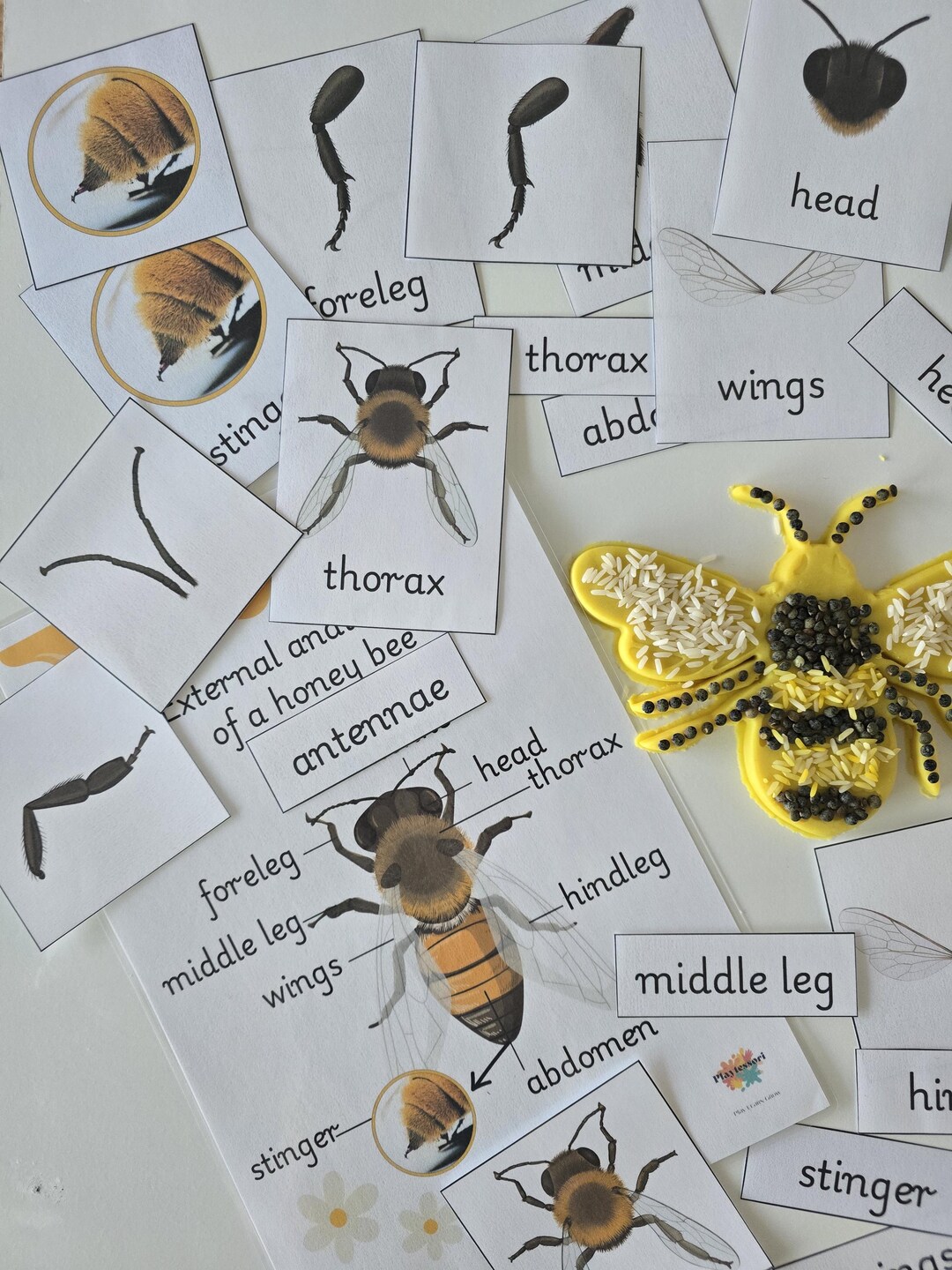 Montessori Bee Anatomy 3-part Cards & Control Chart - Digital Download ...