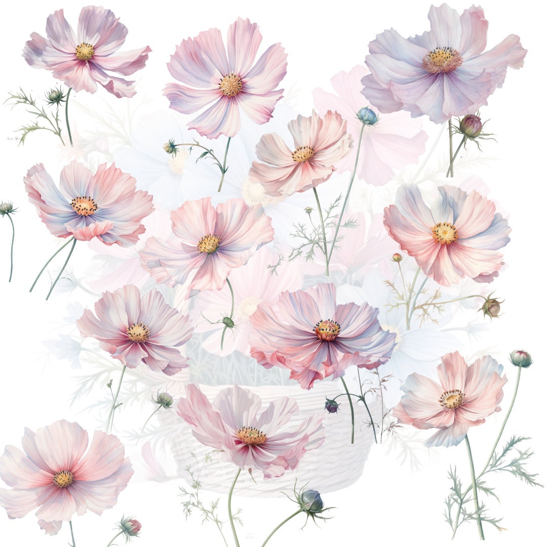 Wild Cosmos Clipart Watercolor Wild Flowers, Pink Cosmos, Wedding ...