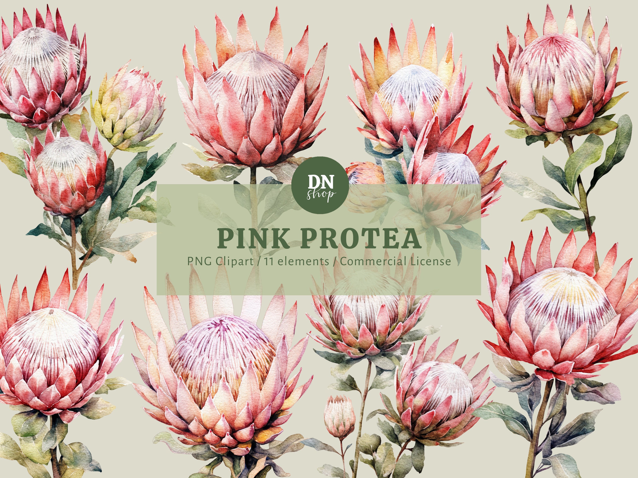 Pink Protea Watercolor Png Clipart Bundle Instant Download - Etsy