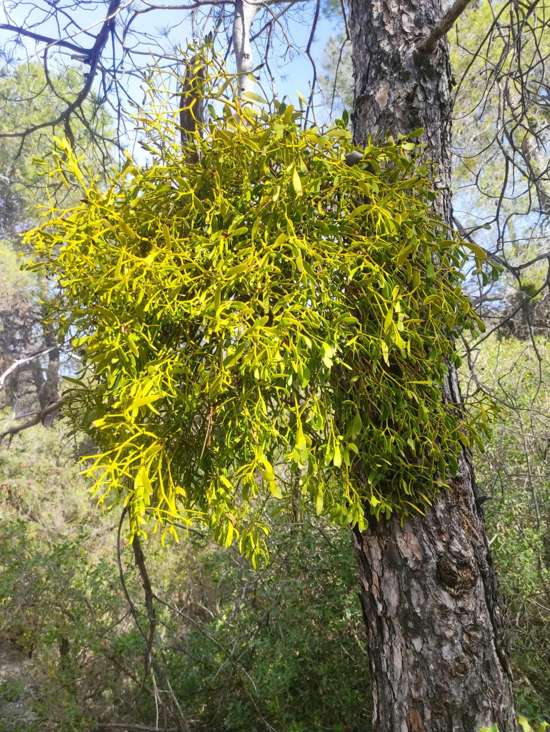Mistletoe Photograph, Printable, JPG - Etsy