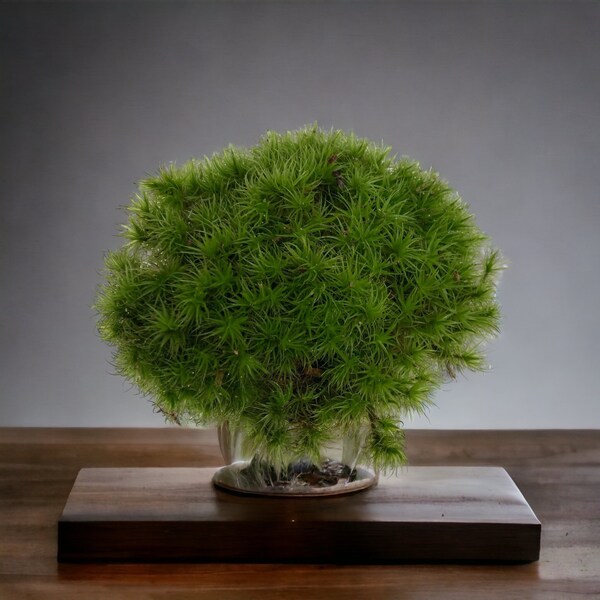 Kokedama - Etsy Italia
