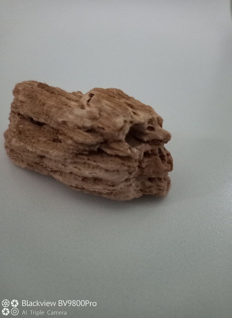 Crystal Skull, Myanmar Petrified Wood, Unique Sculpture, Healing Art ...