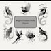 Magical Fantasy Birds Clipart - Fantasy Magic Birds, Black and White ...
