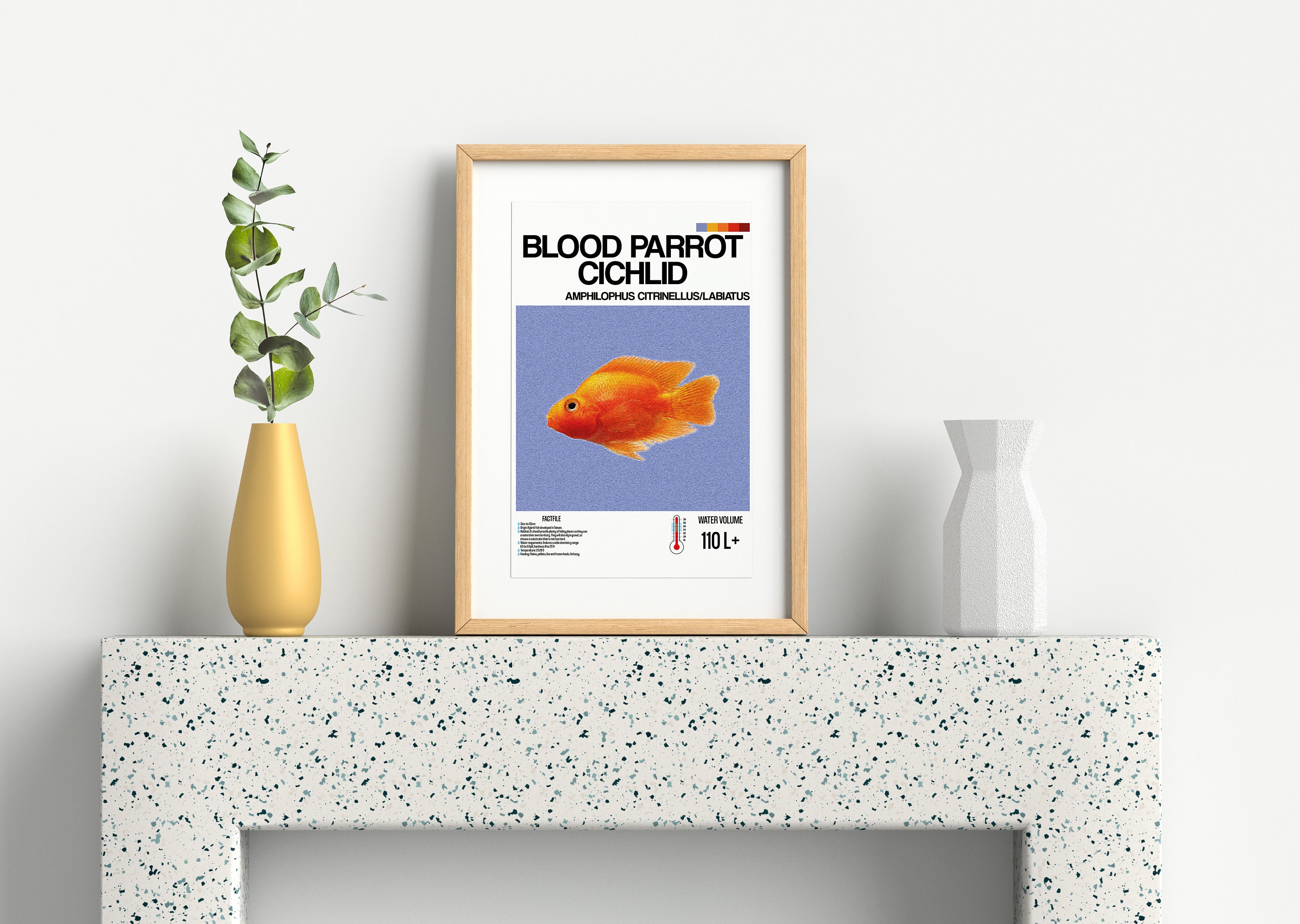 Blood Parrot Cichlid Fish Poster for Fish Wall Art Design & Aquarium ...