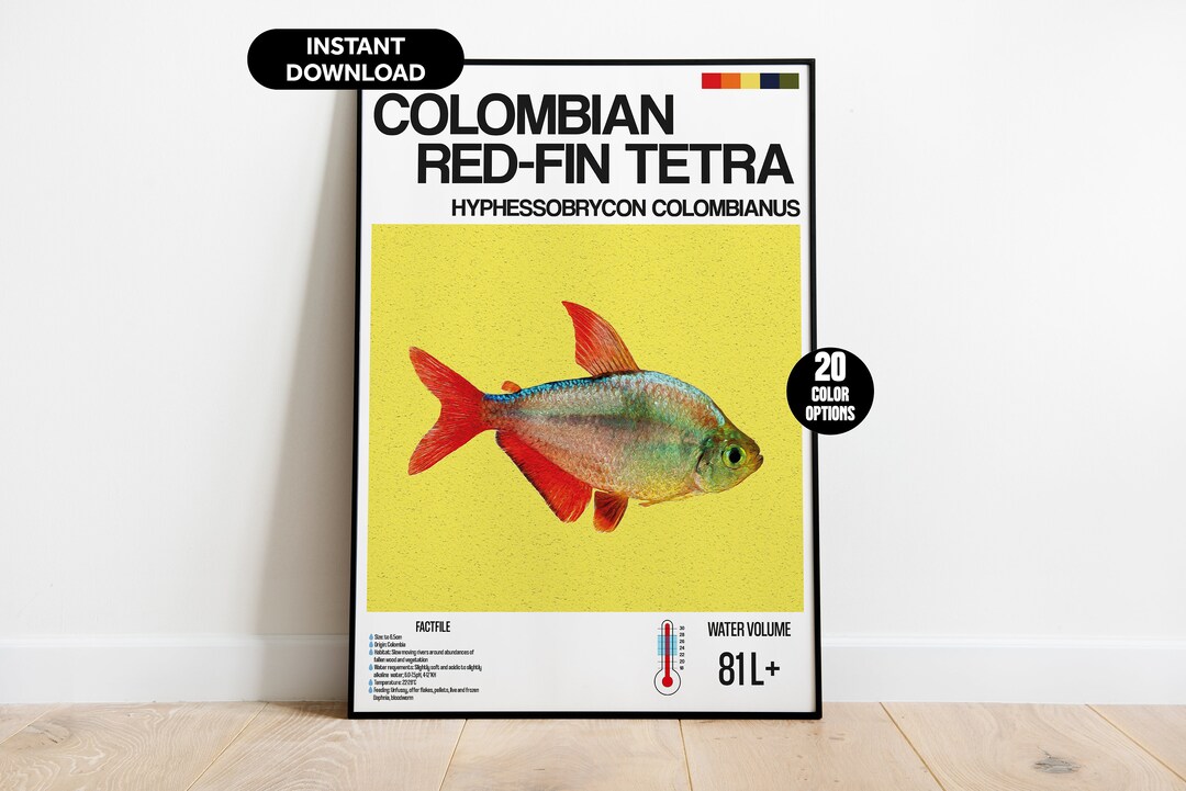 Colombian Red-fin Tetra Aquarium Fish Poster - Digital Wall Art ...
