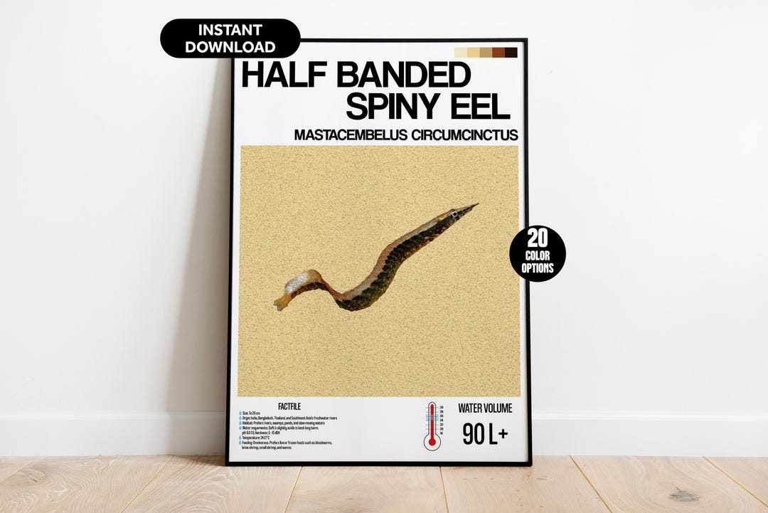 Half Banded Spiny Eel Fish Poster Design Aquarium Wall Art & Digital ...