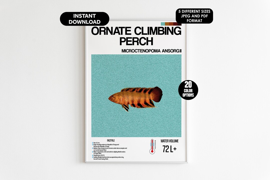 Ornate Climbing Perch Aquarium Fish Poster - Digital Wall Art ...