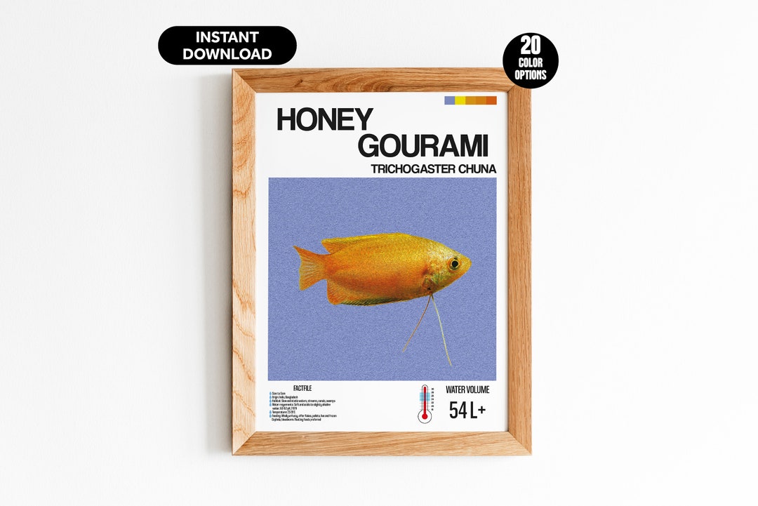 Honey Gourami Fish Poster - Customizable Digital Aquarium Wall Art ...