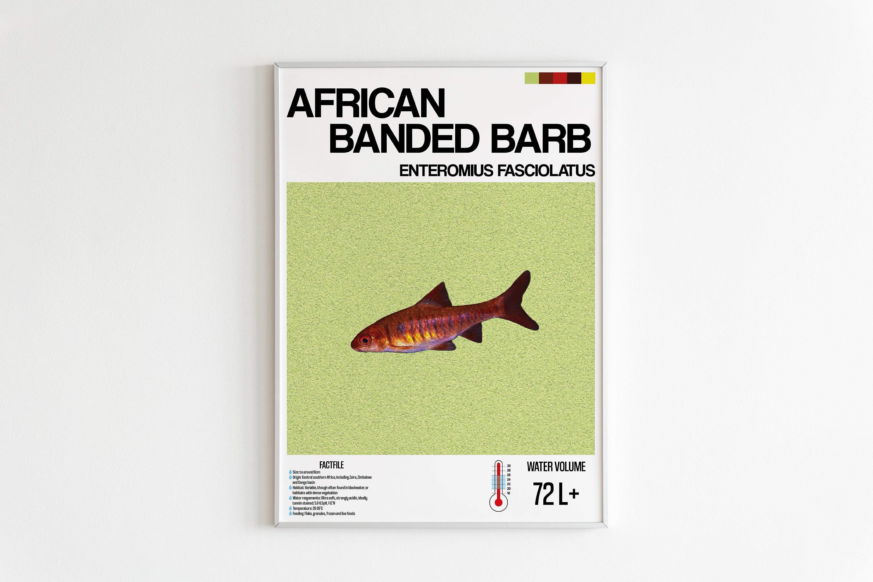 African Banded Barb Fish Poster for Fish Wall Art Design & Aquarium ...