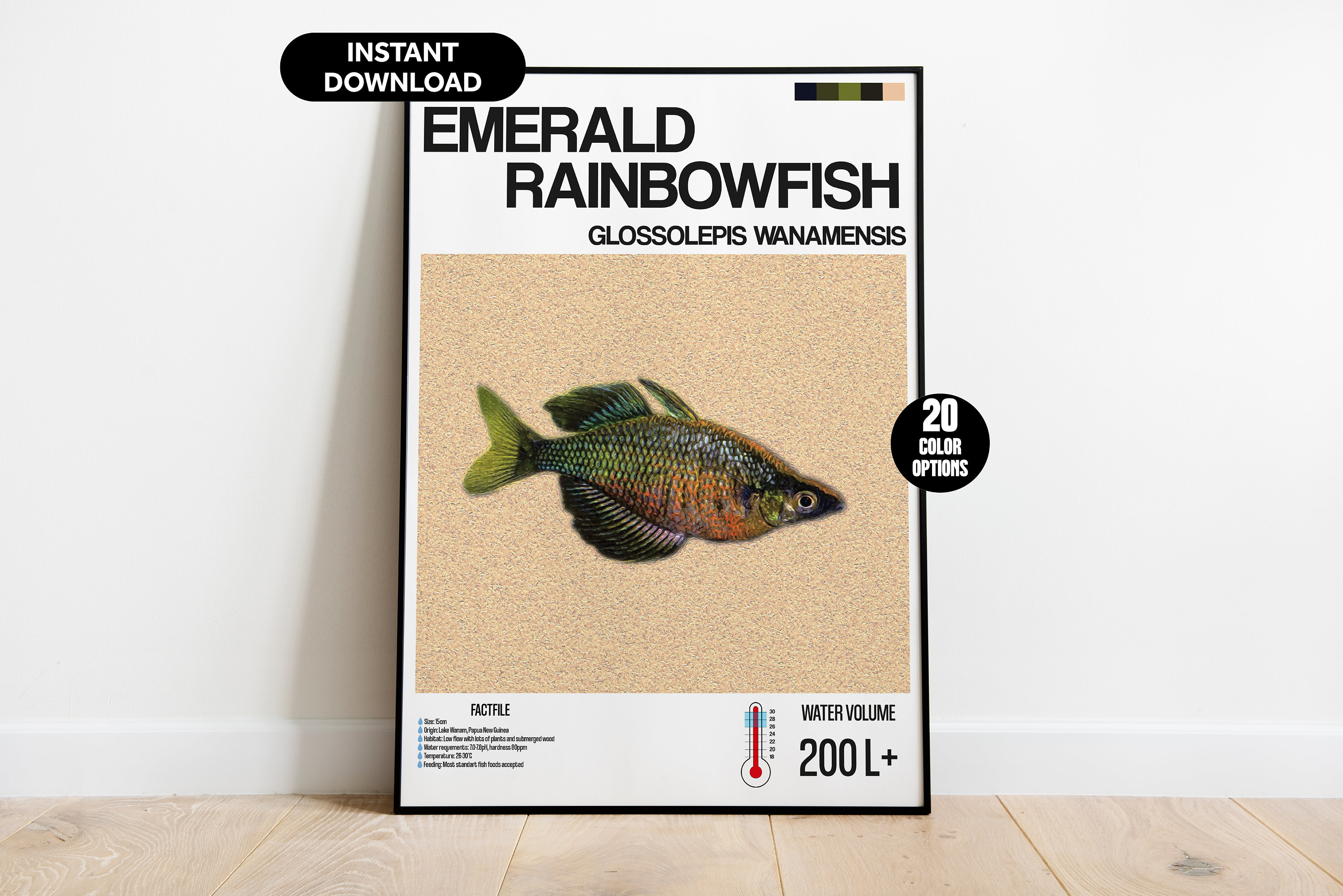 Emerald Rainbowfish Poster for Fish Wall Art Design & Aquarium Decor ...