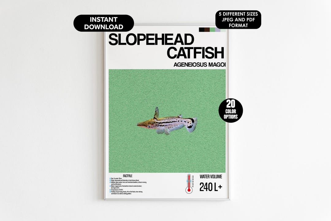 Slopehead Catfish Aquarium Fish Poster - Digital Wall Art - Tropical ...