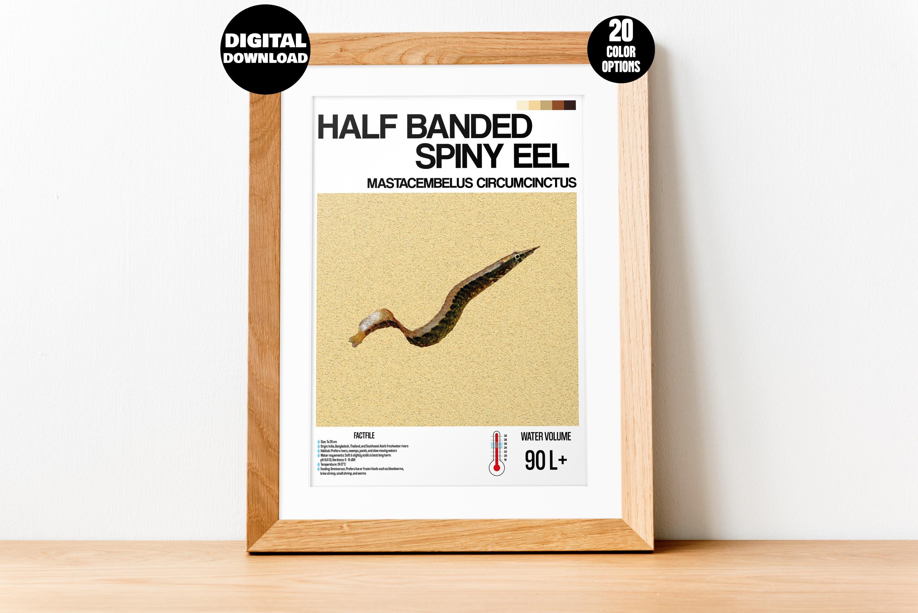 Half Banded Spiny Eel Fish Poster Design – Aquarium Wall Art & Digital ...