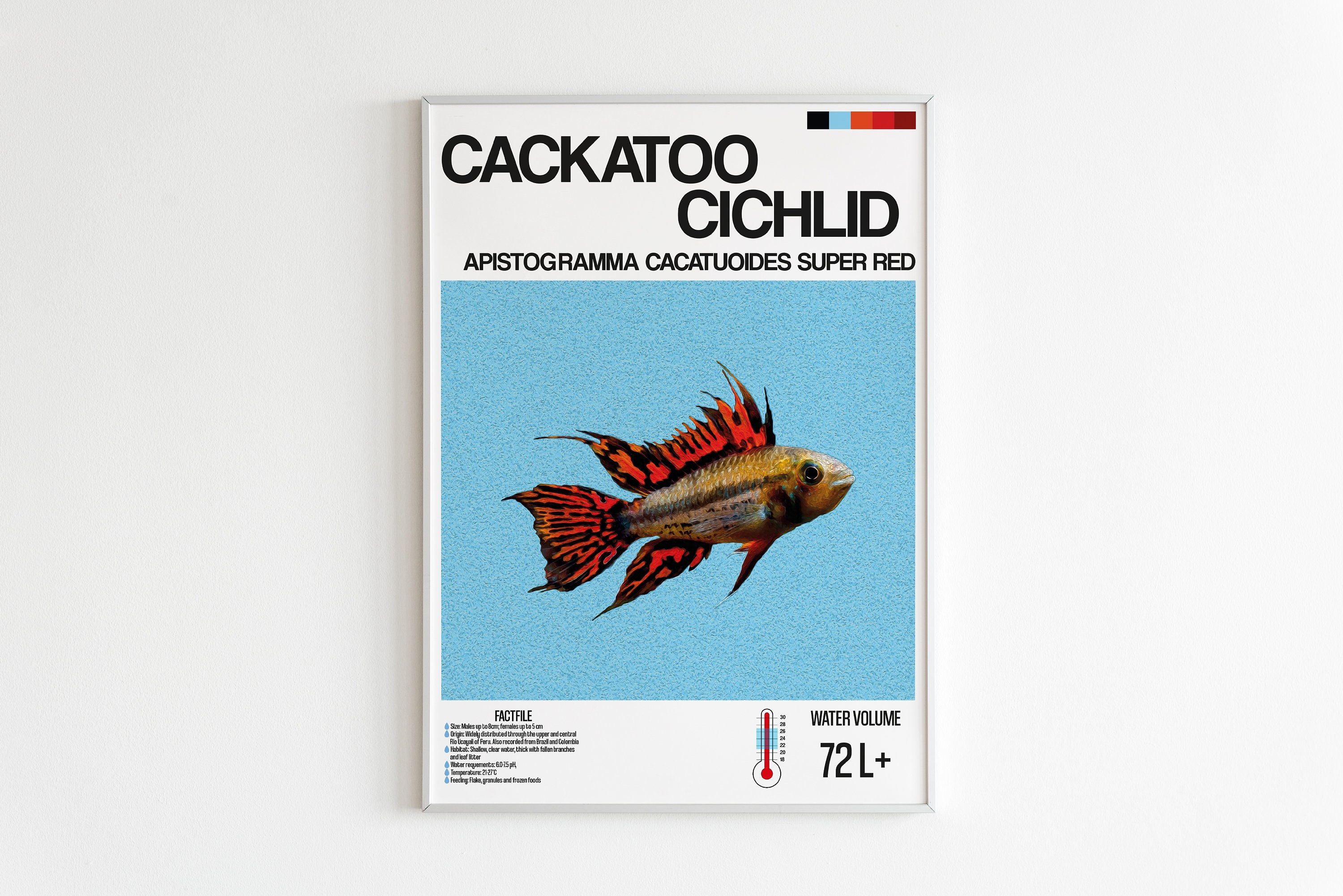 Cackatoo Cichlid Aquarium Fish Poster - Digital Wall Art - Tropical ...