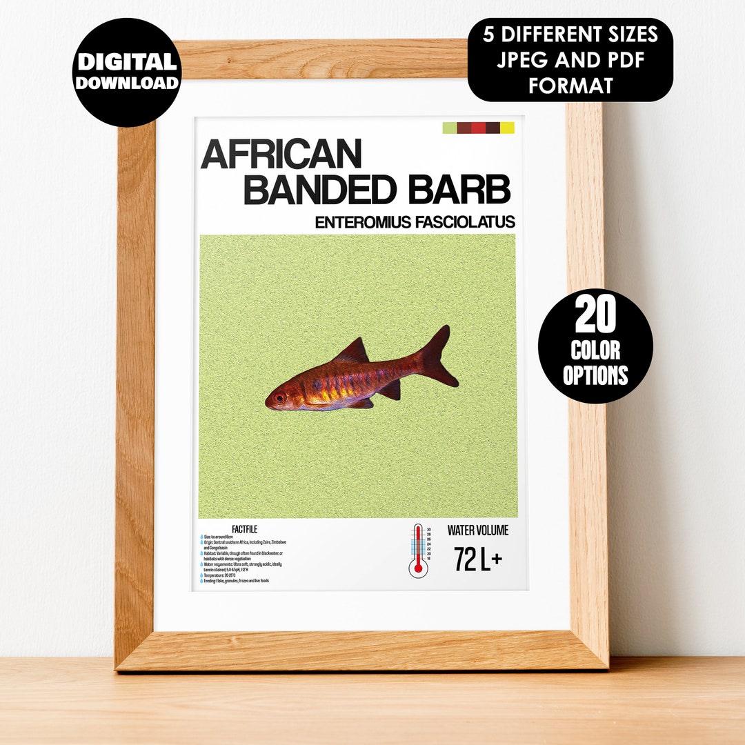 African Banded Barb Fish Poster for Fish Wall Art Design & Aquarium ...