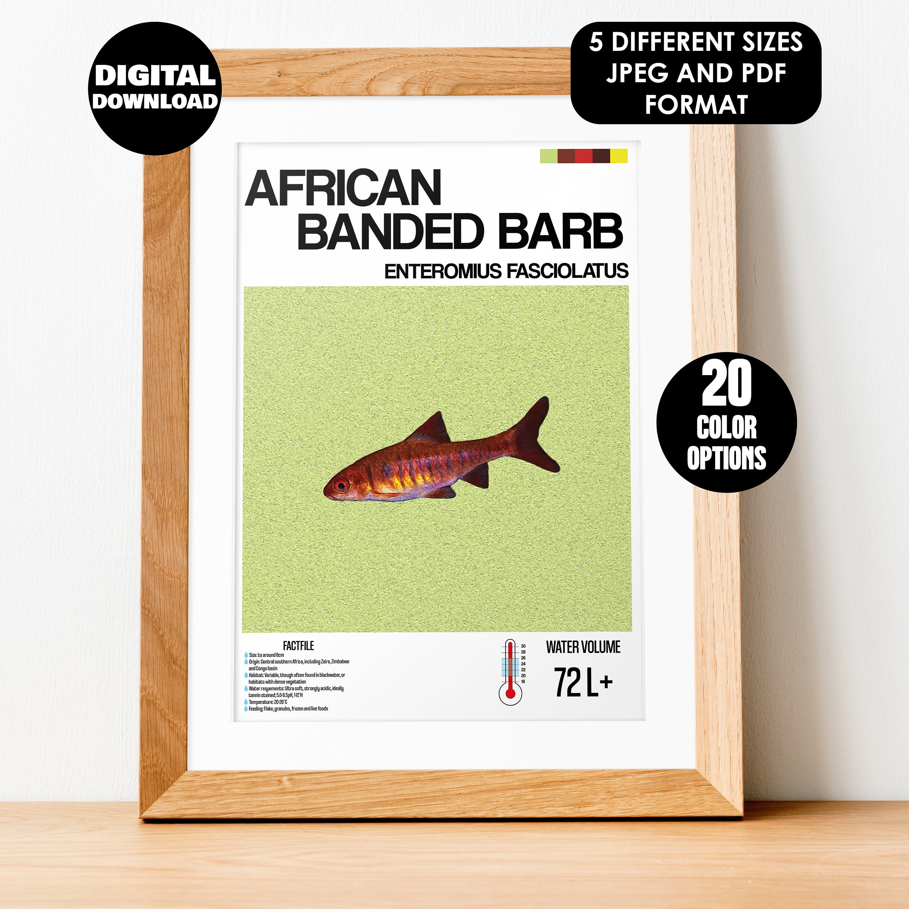 African Banded Barb Fish Poster for Fish Wall Art Design & Aquarium ...