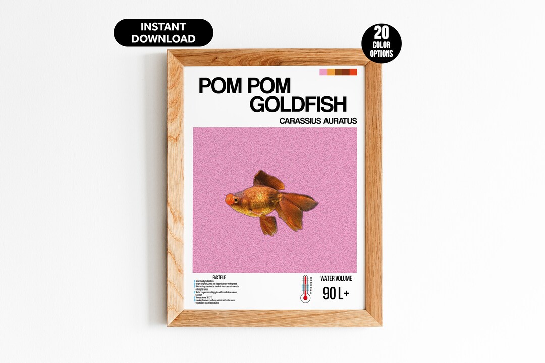 Chocolate Pom Pom Goldfish Fish Poster - Customizable Digital Aquarium ...