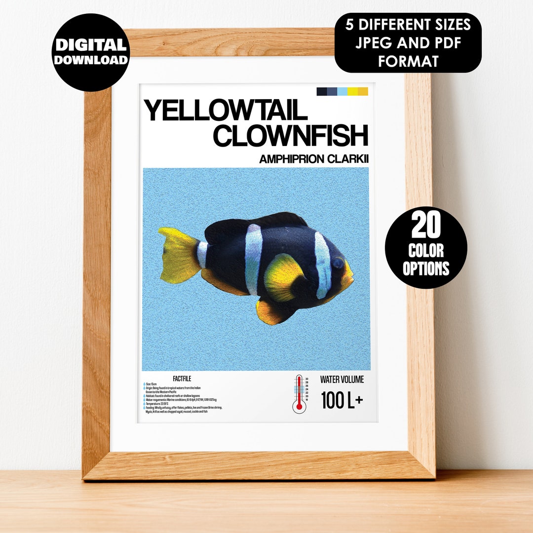 Yellowtail Clownfish Poster for Fish Wall Art Design & Aquarium Decor ...